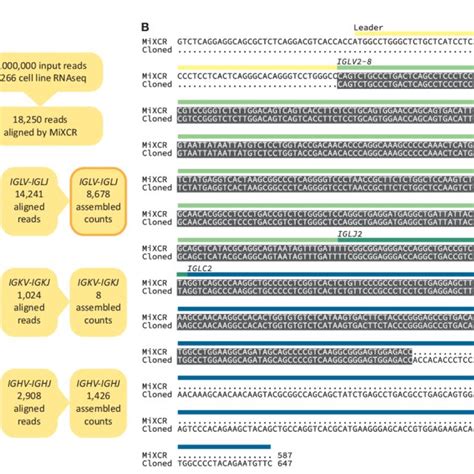 accurate recovery of u266 igv l igj l sequence a rnaseq reads