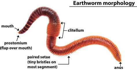 Diagram Of Earthworm Reproductive System Ncert Solutions For