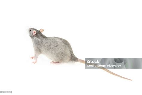 고립 된 흰색 배경에 긴 꼬리가있는 밝은 회색 쥐 귀 부분에 대한 스톡 사진 및 기타 이미지 귀 부분 귀여운 꼬리