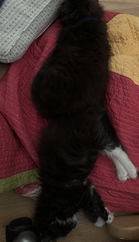 Ugh I Hate When My Kittens Fuse Together Rkitten