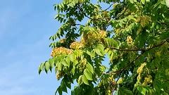 Tree Of Heaven Hoarded Ordinaries