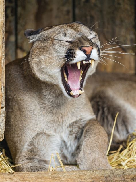 Owning A Pet Cougar Understanding The Hurdles And Risks Pethelpful
