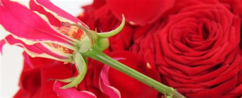 Floral Fundamentals Issue 3 Floral Fundamentals