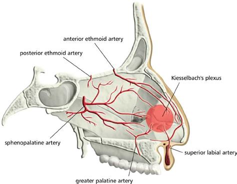 Rcsi Drawing Nasopharyngeal Arteries And Kiesselbach S Plexus