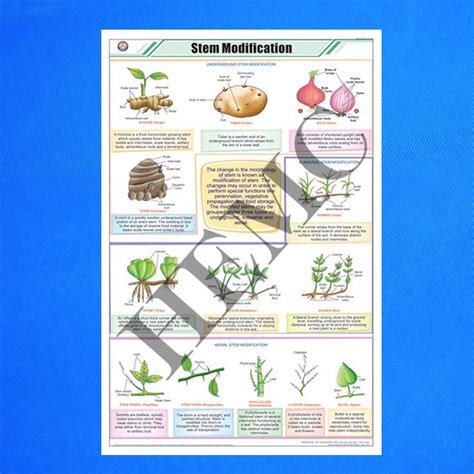 Stem Modification Laboratory Products