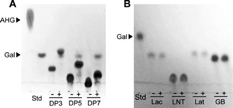 Substrate Specificity Of Vejabg Tlc Analysis Of The Reaction Products