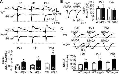 Arg Deficient Slices Exhibit Unaffected Ampar Function And Larger