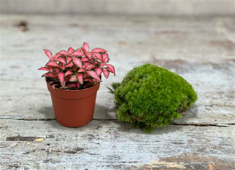 Ripopola Il Tuo Terrario Con Restart Box Piante E Muschio Di Qualità Terraviva Design Ripopola Il Tuo Terrario Con Restart Box Piante E Muschio Di Qualità Terraviva Design