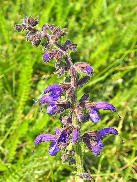 Сорняк с фиолетовыми цветами 25 фото