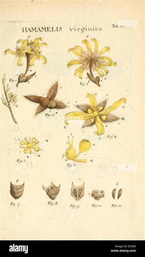 A Botanical Illustration From The Systema Sexuale Linné Depicting Plants According To The
