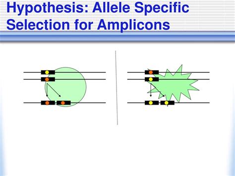 Ppt Understanding Allele Specific Copy Number In Tumors Powerpoint