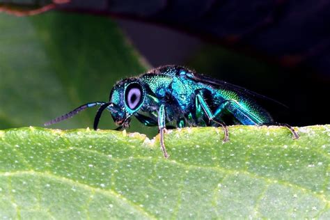 Entomology 385 Diagram Quizlet