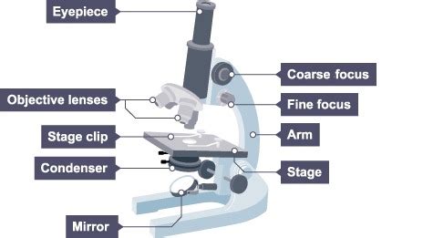 GCSE Biology Unit Cell Structure Flashcards Quizlet