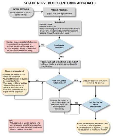 Ultrasoundguided Sciatic Nerve Block Nysora The New York School Of