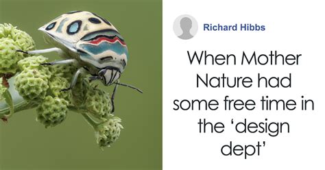 Gorgeous Bug That Was Named After Picasso Images Is Going Viral People