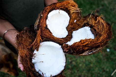 Different Types Of Coconuts Herval Co