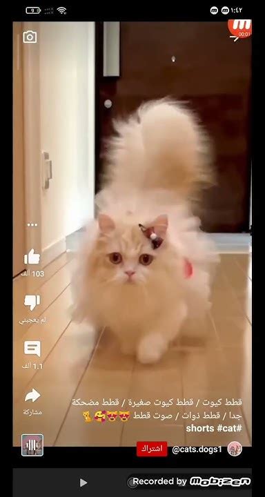 بسس كيوت ان كنت بتحبوا البسس اشتركو في القناة Youtube