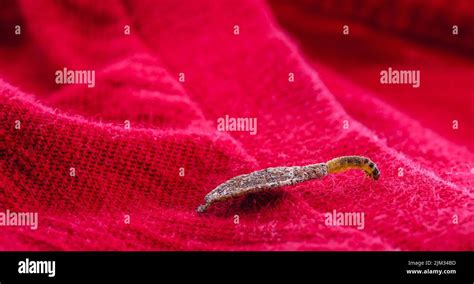 Wall Moth Larvae Or Clothing Moths Feed On Fur Wool Dead Skin Fragments Hair And Paper