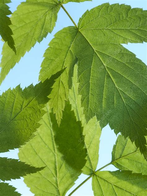 Leaves Stock Image C Science Photo Library