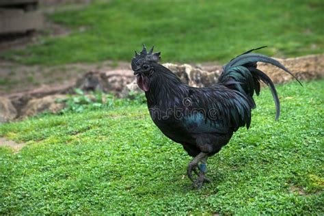 Stock Image Image Of Nature Livestock Farming Farm 246997333