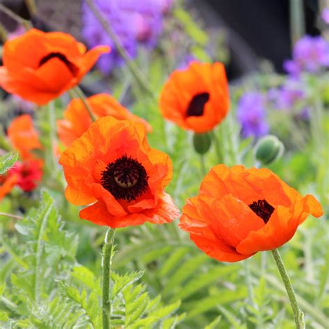 양귀비 묘목 식별