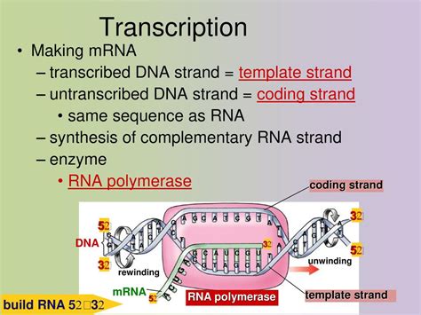 What Do Genes Code For How Does Dna Code For Cells And Bodies Dna Ppt