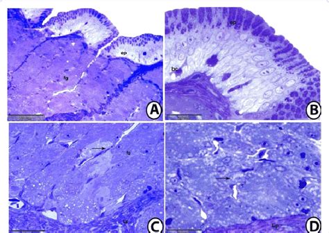 Semithin Section Of Fundic Mucosa Stained With Toluidine Blue 4a