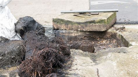 Gurgling Drains Tree Roots Could Be The Culprit Woolf Plumbing