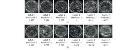 Examples Of Classification Performed By Vgg16 A Positive Samples