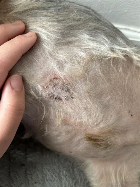 Help Identifying Scrolller