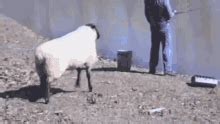 Funny Sheep S Tenor