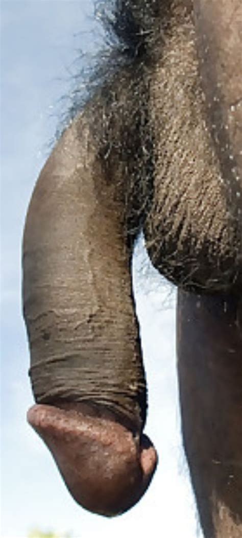 Very Edible Black Dick And Balls Pic