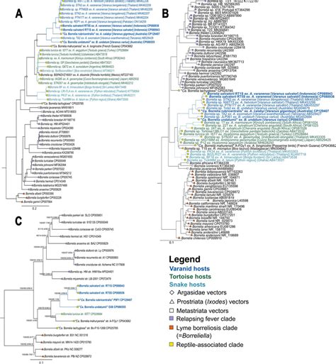 Maximum Likelihood Phylogenies Of Reptile Associated Rep Borrelia