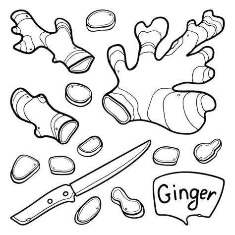 Premium Vector Ginger Hand Drawn Outline Doodle Style Set Premium Vector
