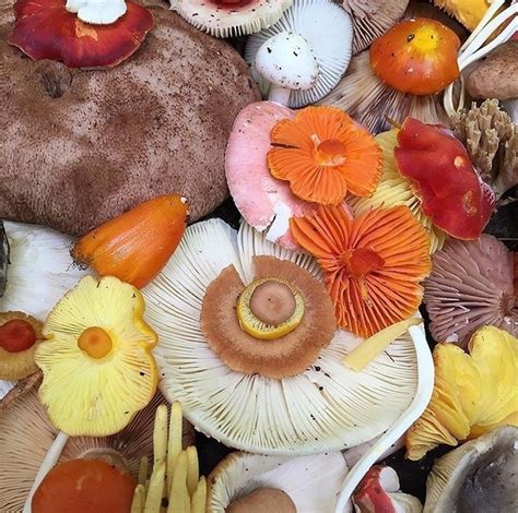 What Is Plant Kingdom Definition Classification Types Of Phylum Artofit