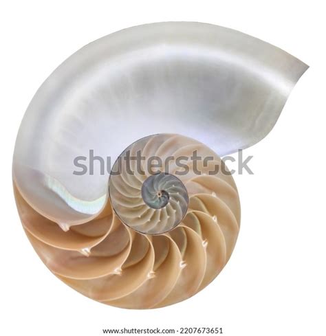 Isolated Fossil Photos And Images And Pictures Shutterstock