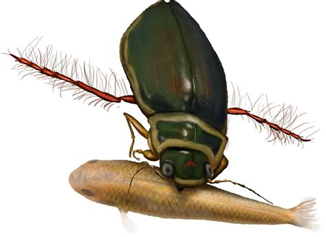 Download Water Beetle Predator Royalty Free Stock Illustration Image