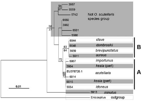 c maximum likelihood tree of 28s sequences maximum likelihood