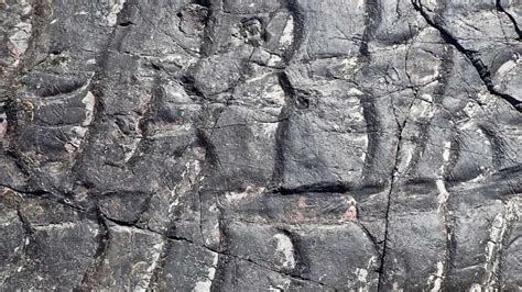 What You Need To Know About The Worlds Oldest Fossil Park