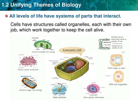 Ppt Key Concept Unifying Themes Connect Concepts From Many Fields Of