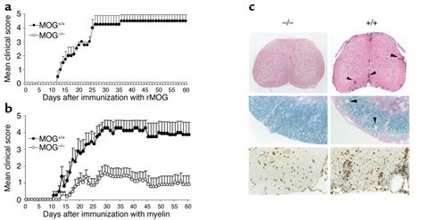 Eae Is Less Severe In Mog Mice A Mean Clinical Score Of Eae