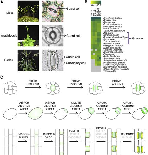 Speedy Grass Stomata Emerging Molecular And Evolutionary Features