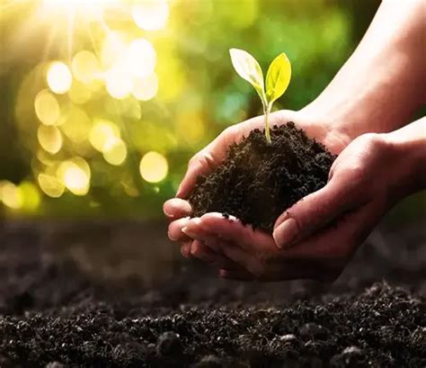 Red Maple Tree Forestry Com