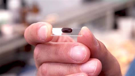 Cockroach Egg Case Hatch