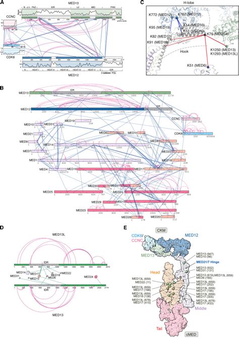 Structural Basis Of The Human Transcriptional Mediator Regulated By Its