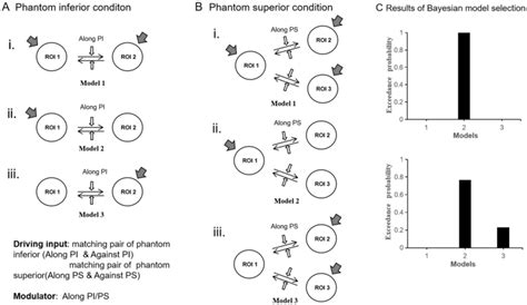 Dynamic Causal Modelling Dcm Neural Network A In Phantom Inferior