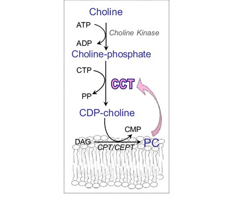 Cdpcholine Pathway For Pc Synthesis Choline Is Imported Through One Of