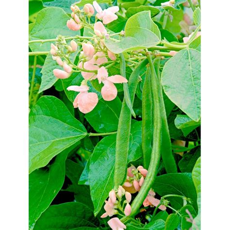 Buy Runner Bean Runner Sunset Seeds Organic Gardening Catalogue