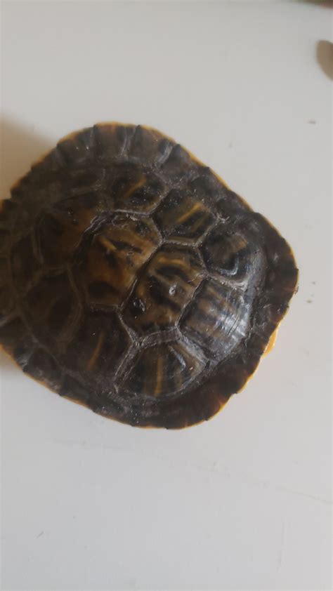 Need Help Identifying New Turtle R Turtle