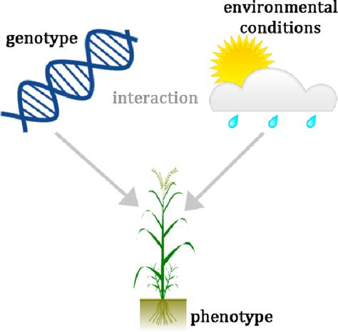Plant Phenotype